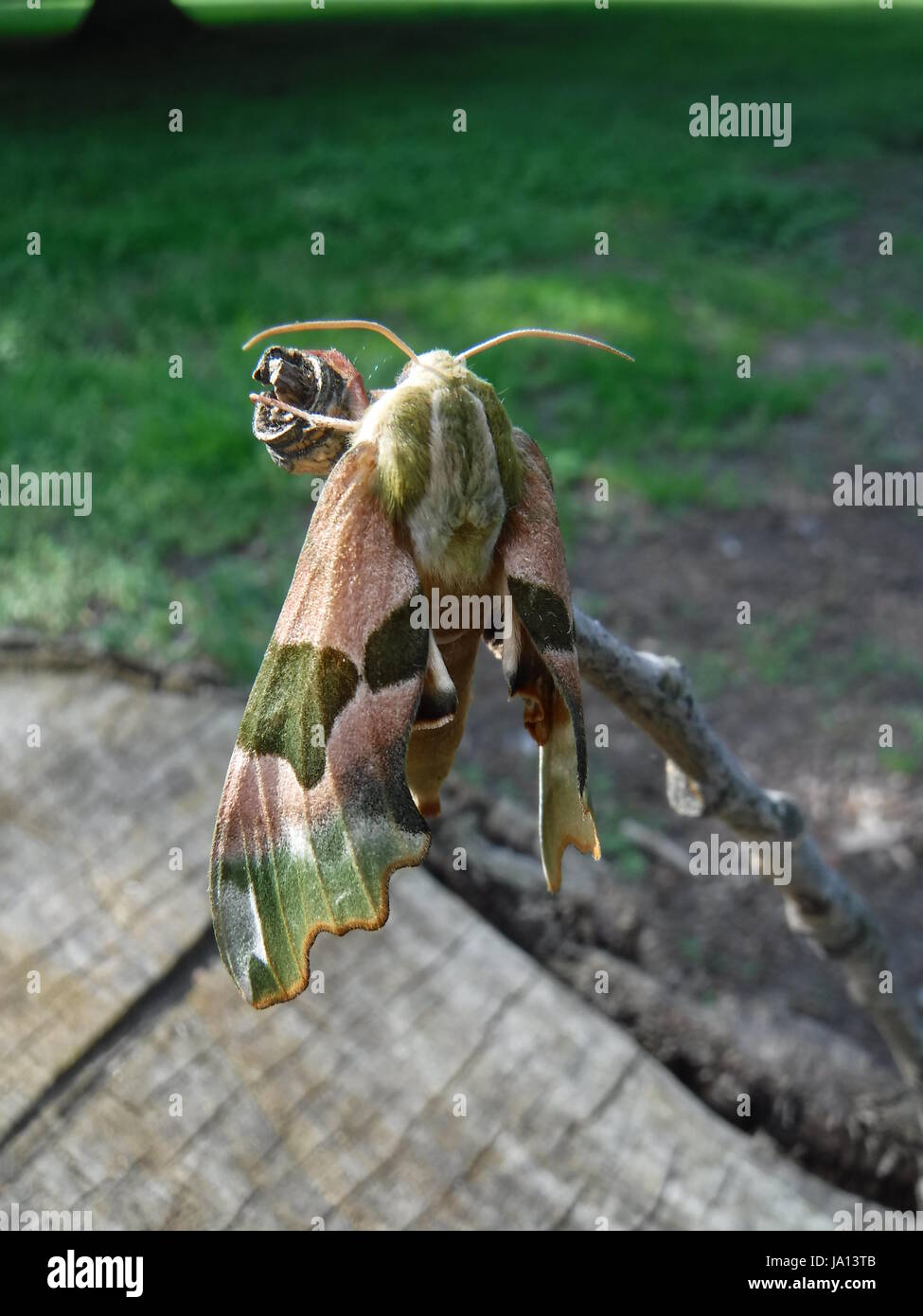 Pandora moth hi-res stock photography and images - Alamy