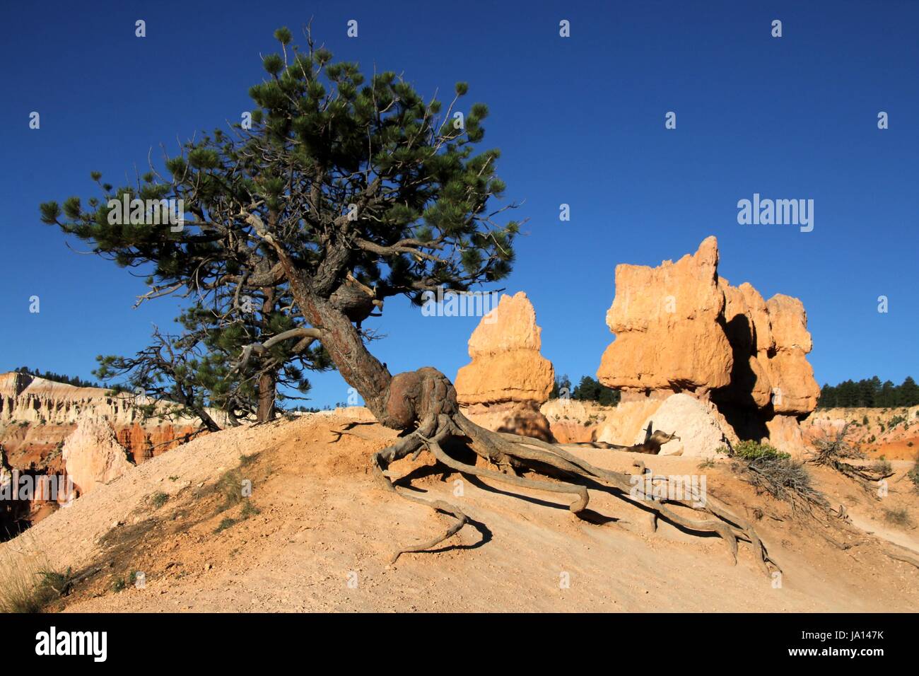 national park, pine, usa, rock, america, dryness, root, drought, dry ...
