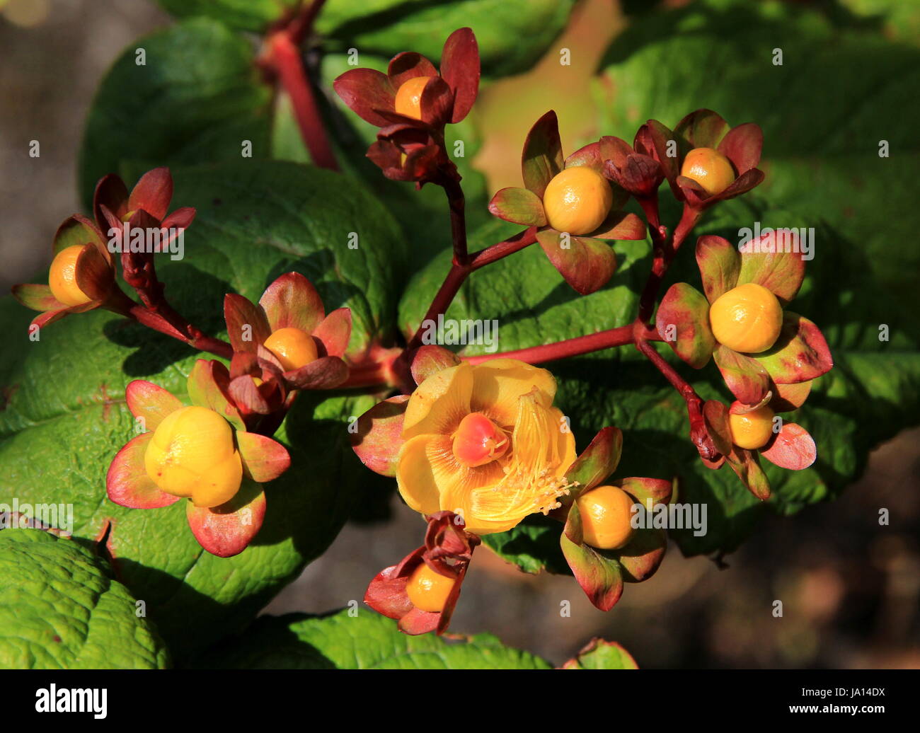 bloom, blossom, flourish, flourishing, bud, ireland, hypericum, yellow ...