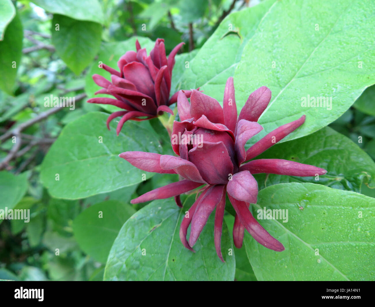 spice, fruit, shrub, allspice, plant, spice, tree, brown, brownish ...