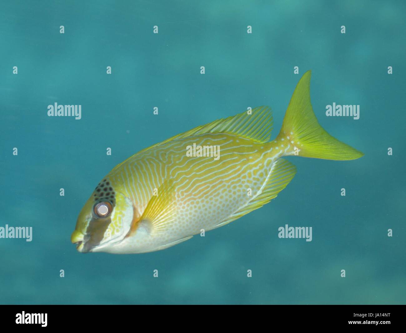 Korallenfisch korallenfische hi-res stock photography and images - Alamy