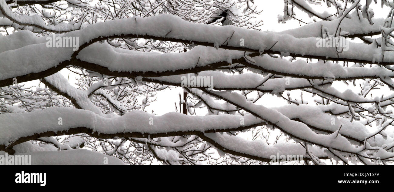 winter, lines, structures, structure, snow, forest, winter, lines ...
