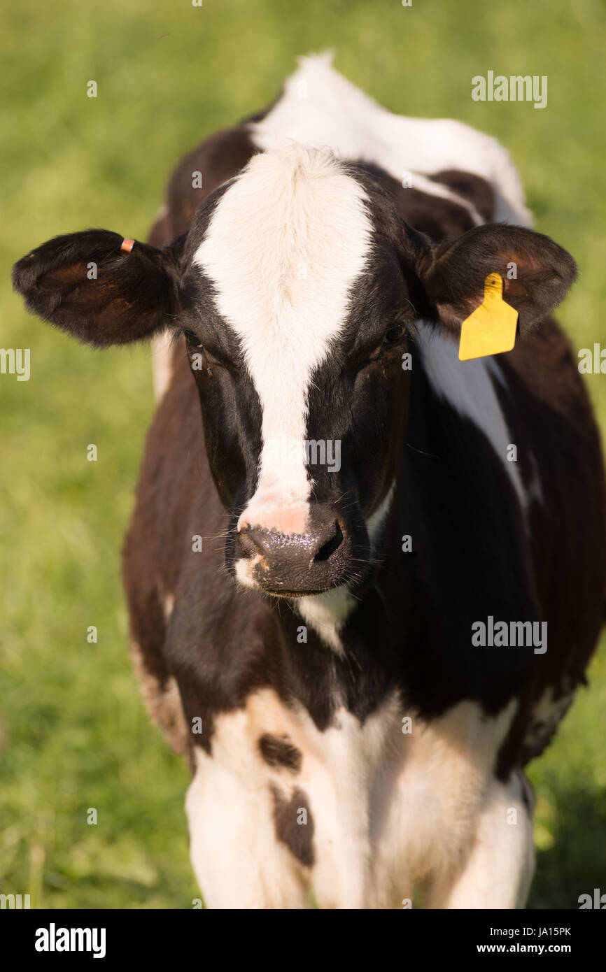 Cow looking at viewer hi-res stock photography and images - Alamy