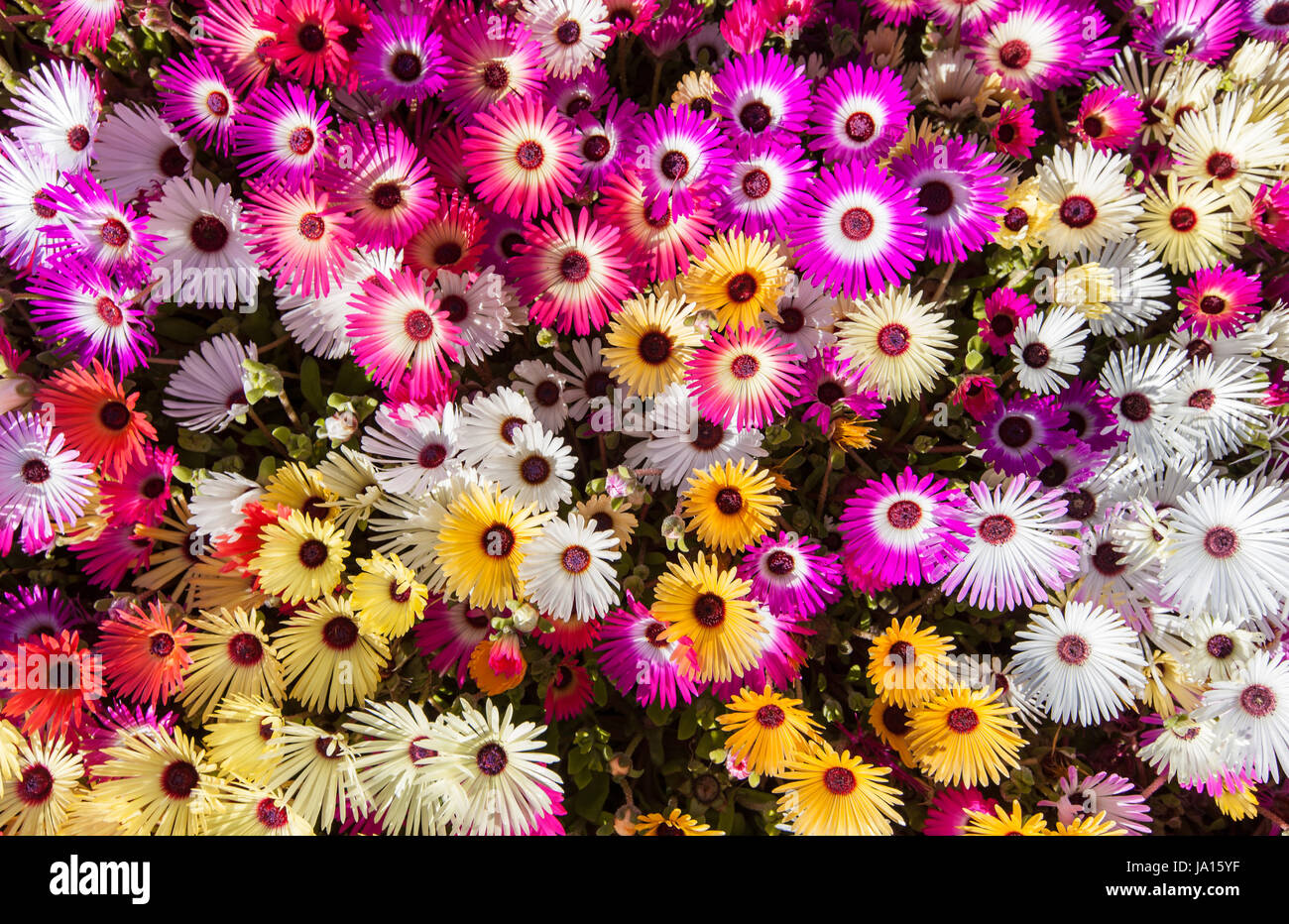 flower, plant, flowers, summer, summerly, daisy, colors, colours ...