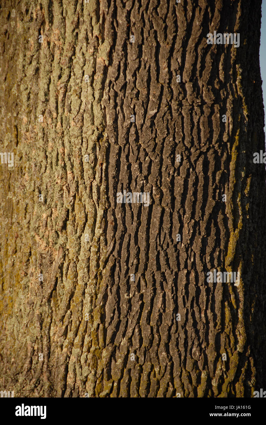 tree, trunk, oak, hardwood, firewood, timber, tree, trunk, leaves ...