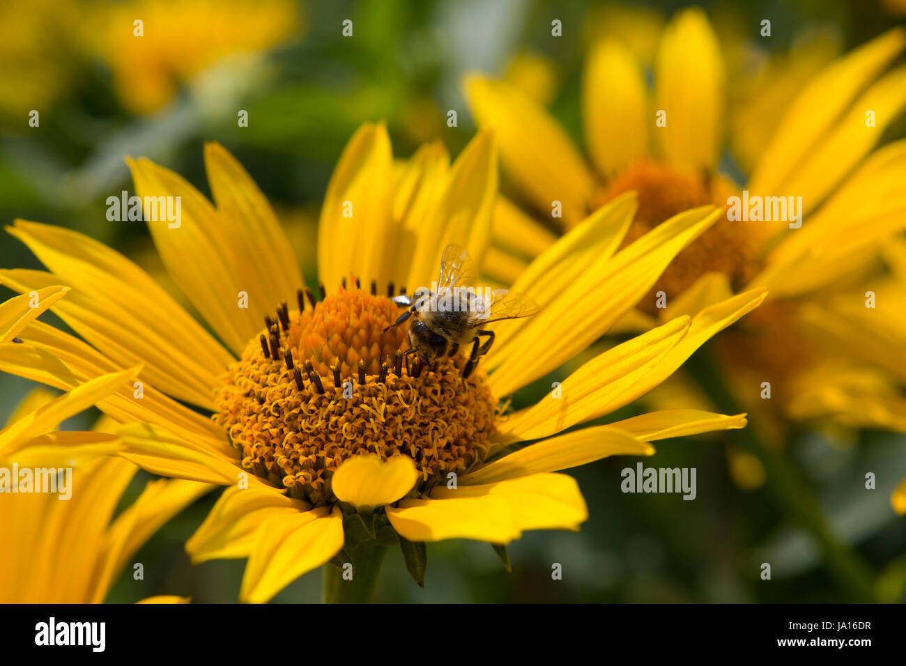 insects, bees, honey, insect, bee, macro, close-up, macro admission ...