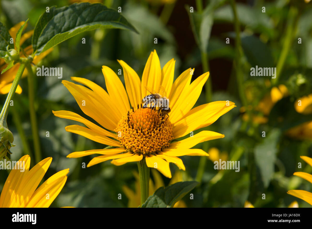 insects, bees, honey, insect, bee, macro, close-up, macro admission ...