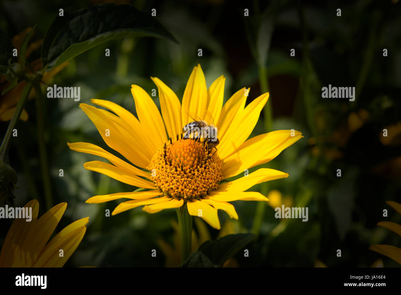 insects, bees, honey, insect, bee, macro, close-up, macro admission ...