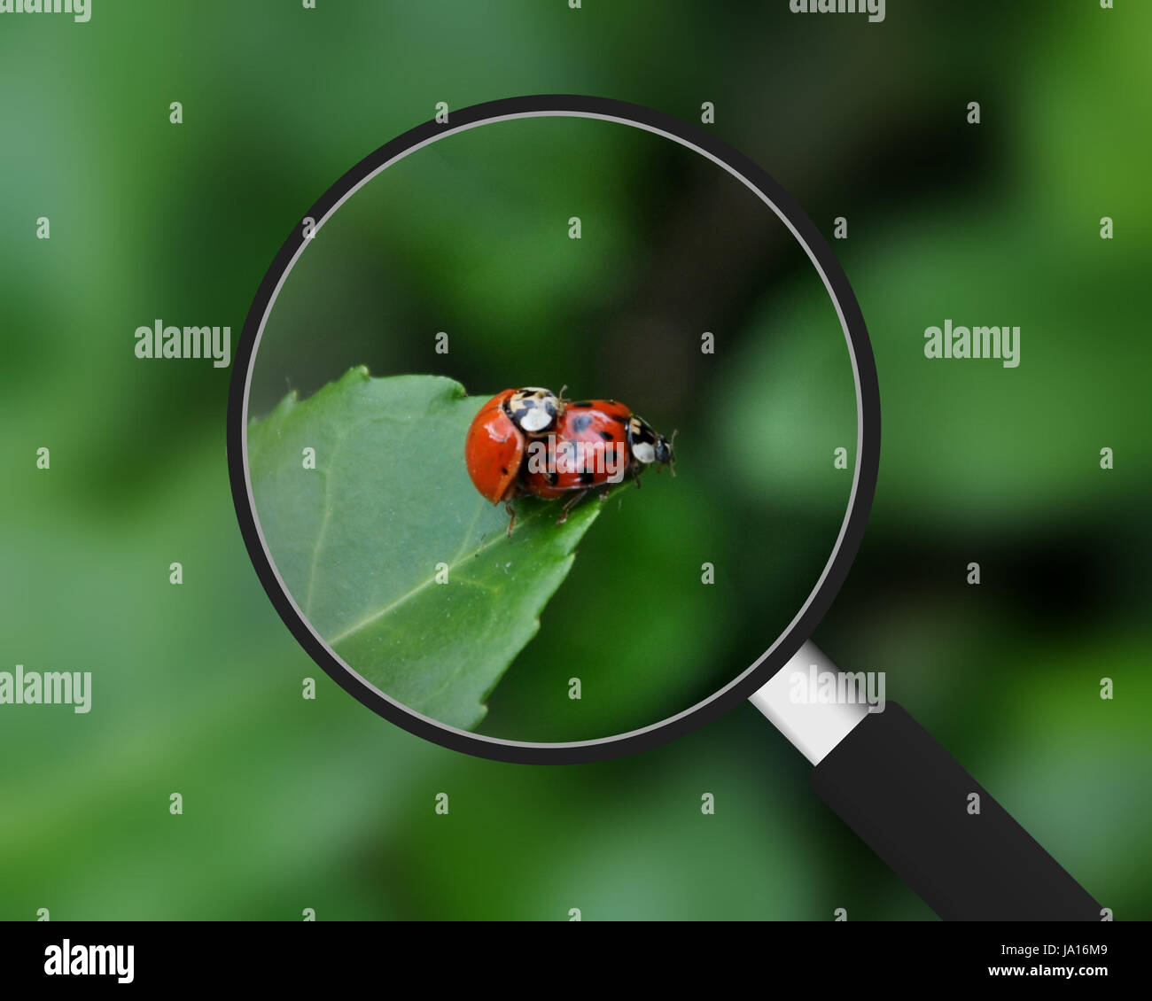Ladybug lens hi-res stock photography and images - Alamy