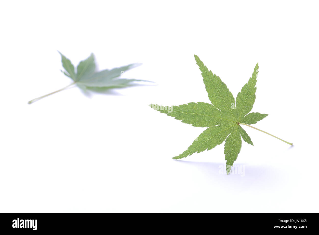 Japanese fresh green maple hi-res stock photography and images - Alamy