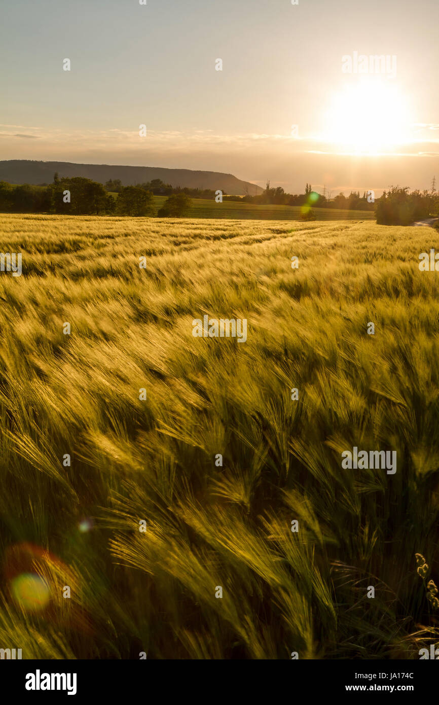 agricultural, sunset, agriculture, farming, hungary, landscape, scenery ...
