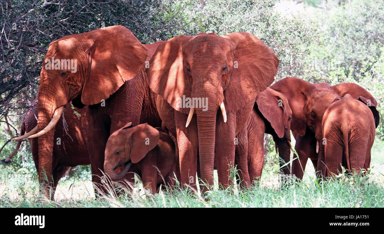 African elephant pictures hi-res stock photography and images - Alamy