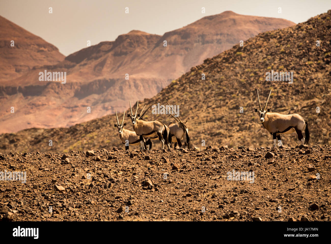 mountains, africa, namibia, wildlife, cornets, herd, mountains, desert ...