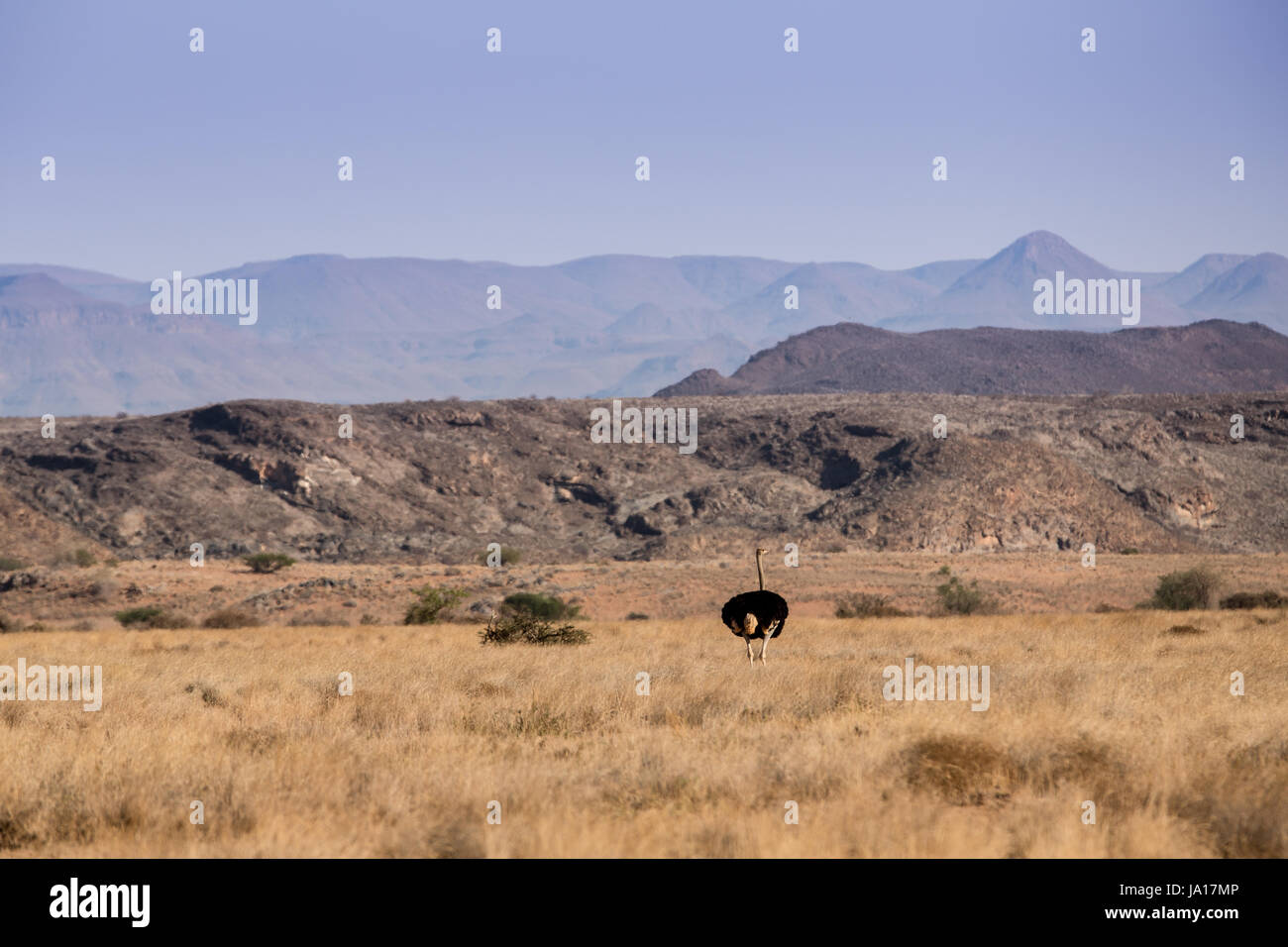 bird, africa, namibia, birds, wildlife, cursorial birds, scenery ...