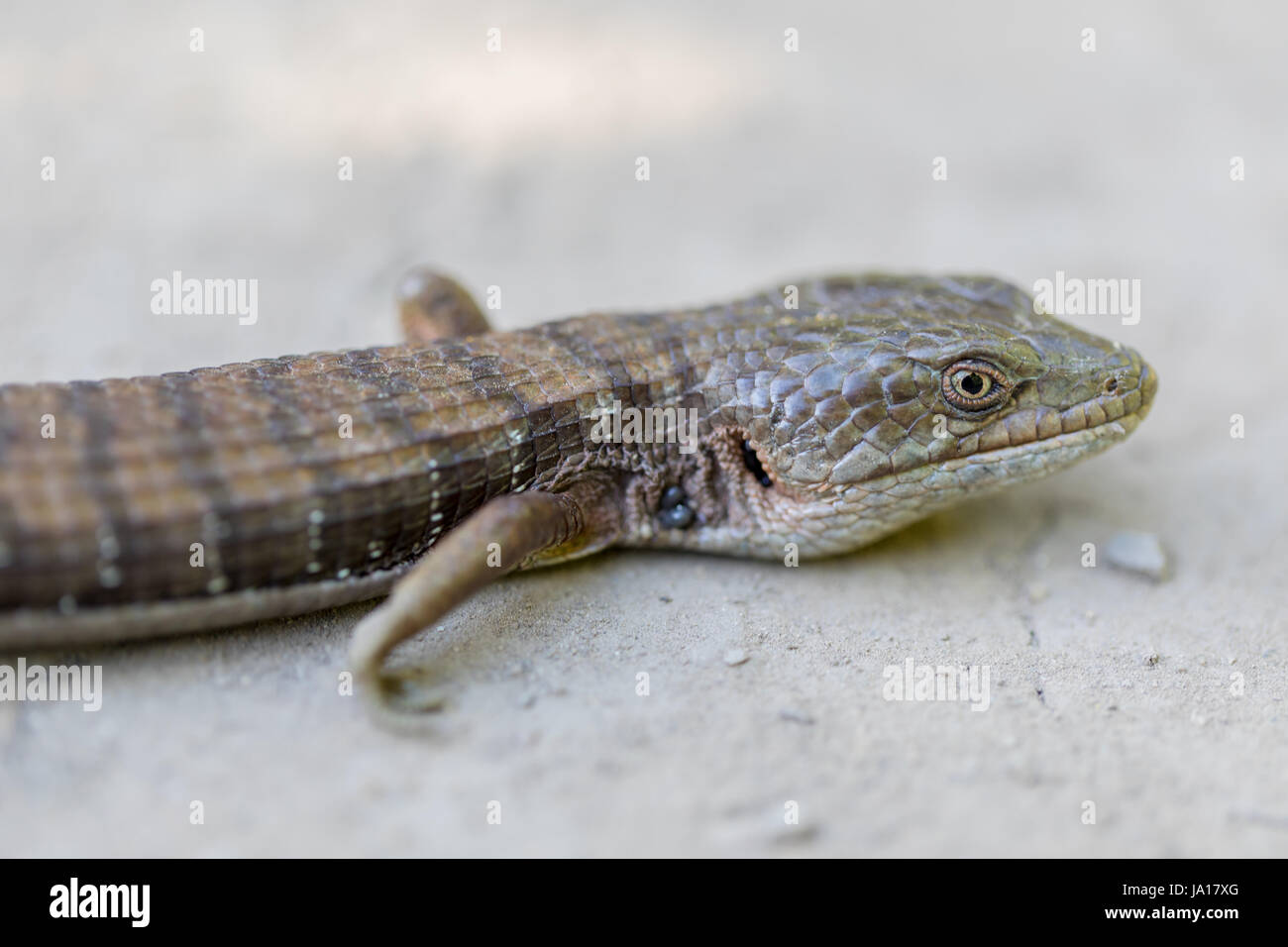 Northern alligator lizards hi-res stock photography and images - Alamy