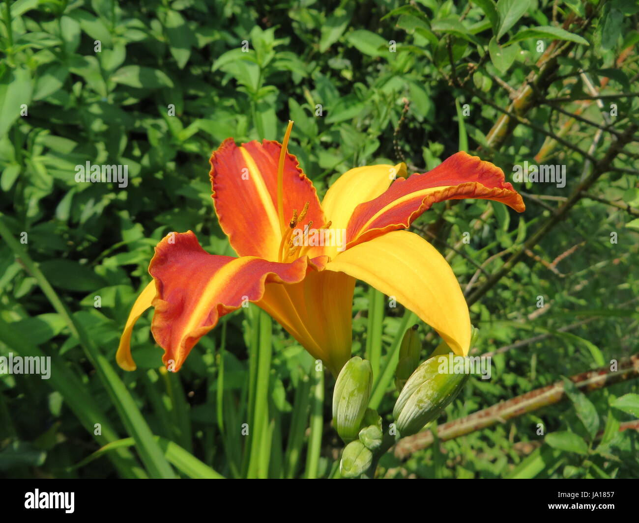 flower, plant, bloom, blossom, flourish, flourishing, lily, medicinal ...