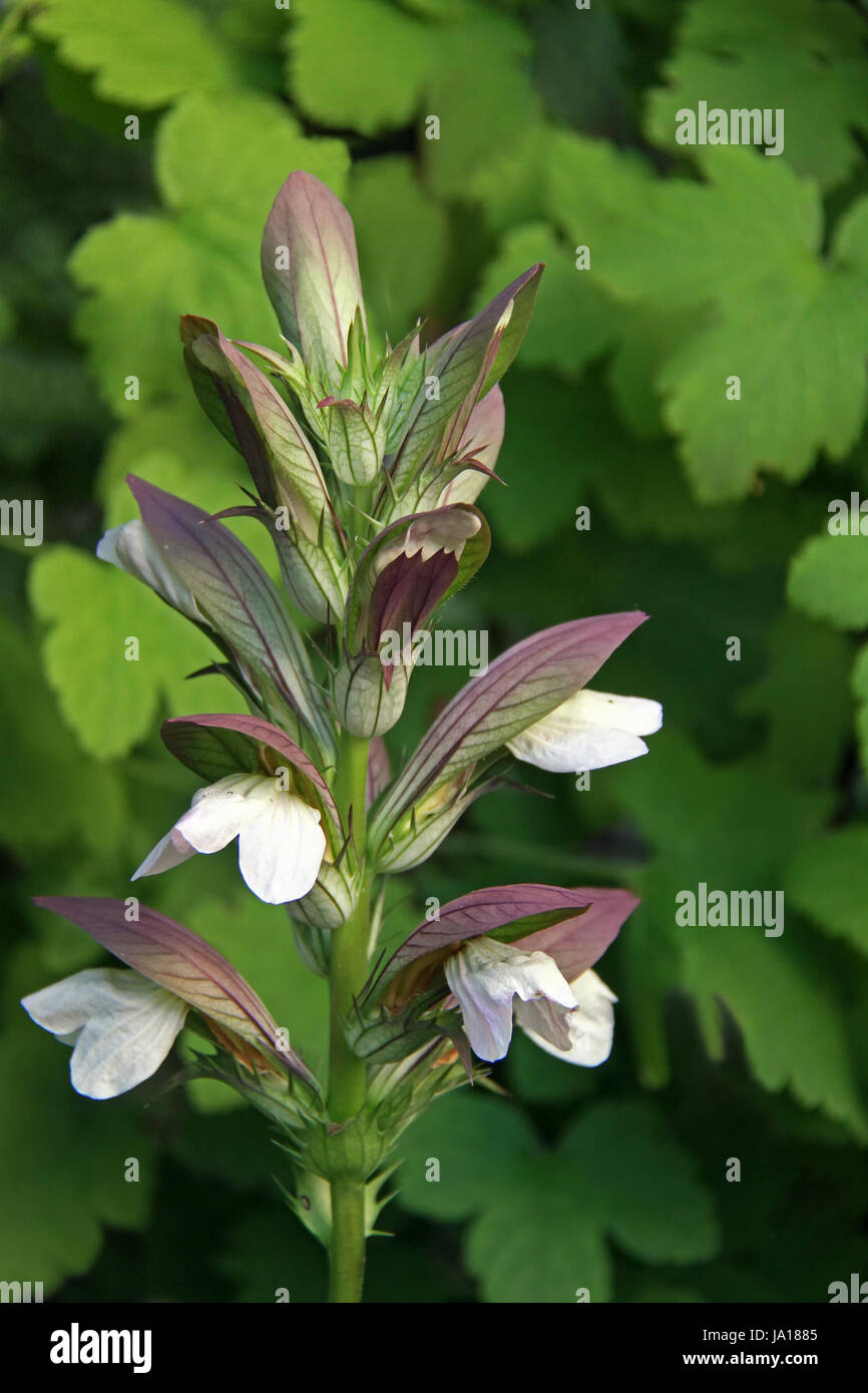 Soft acanthus hi-res stock photography and images - Alamy