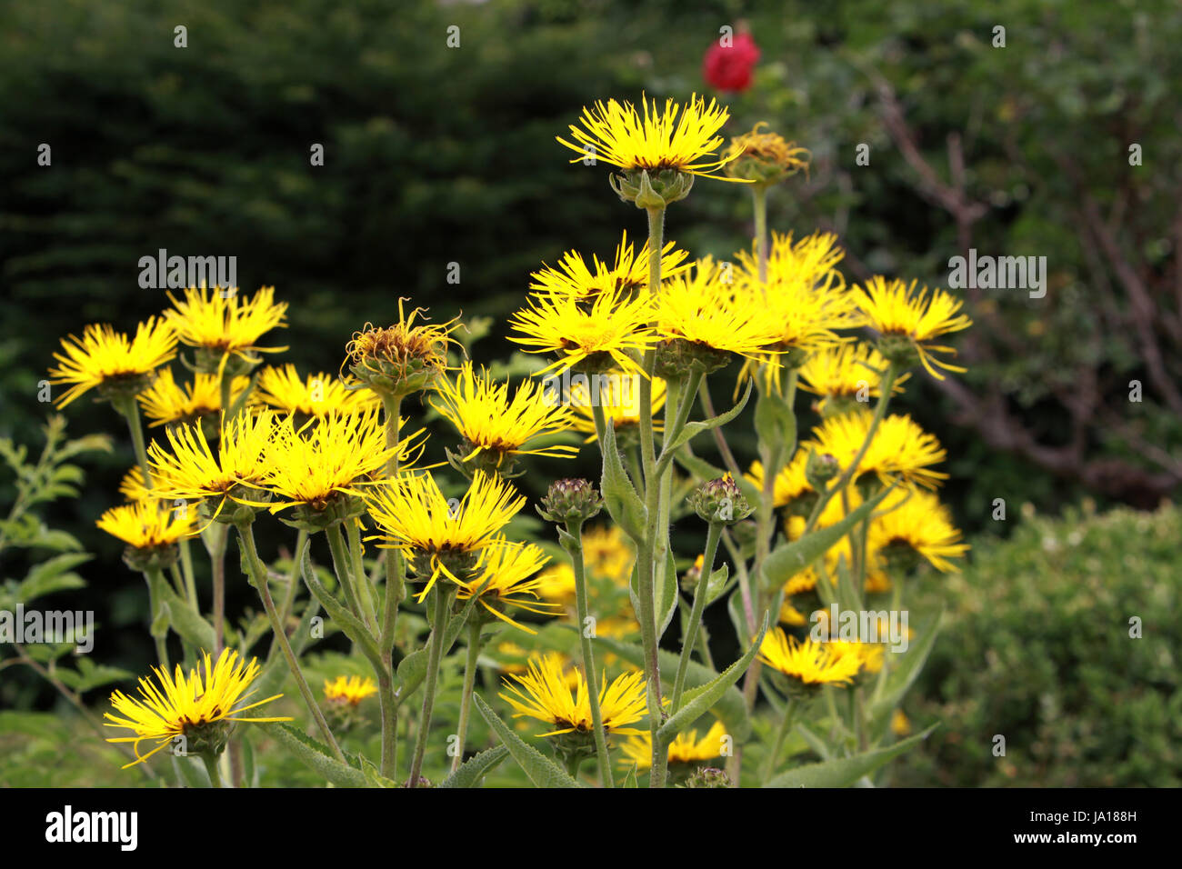 garden, flower, plant, bloom, blossom, flourish, flourishing, gardens ...