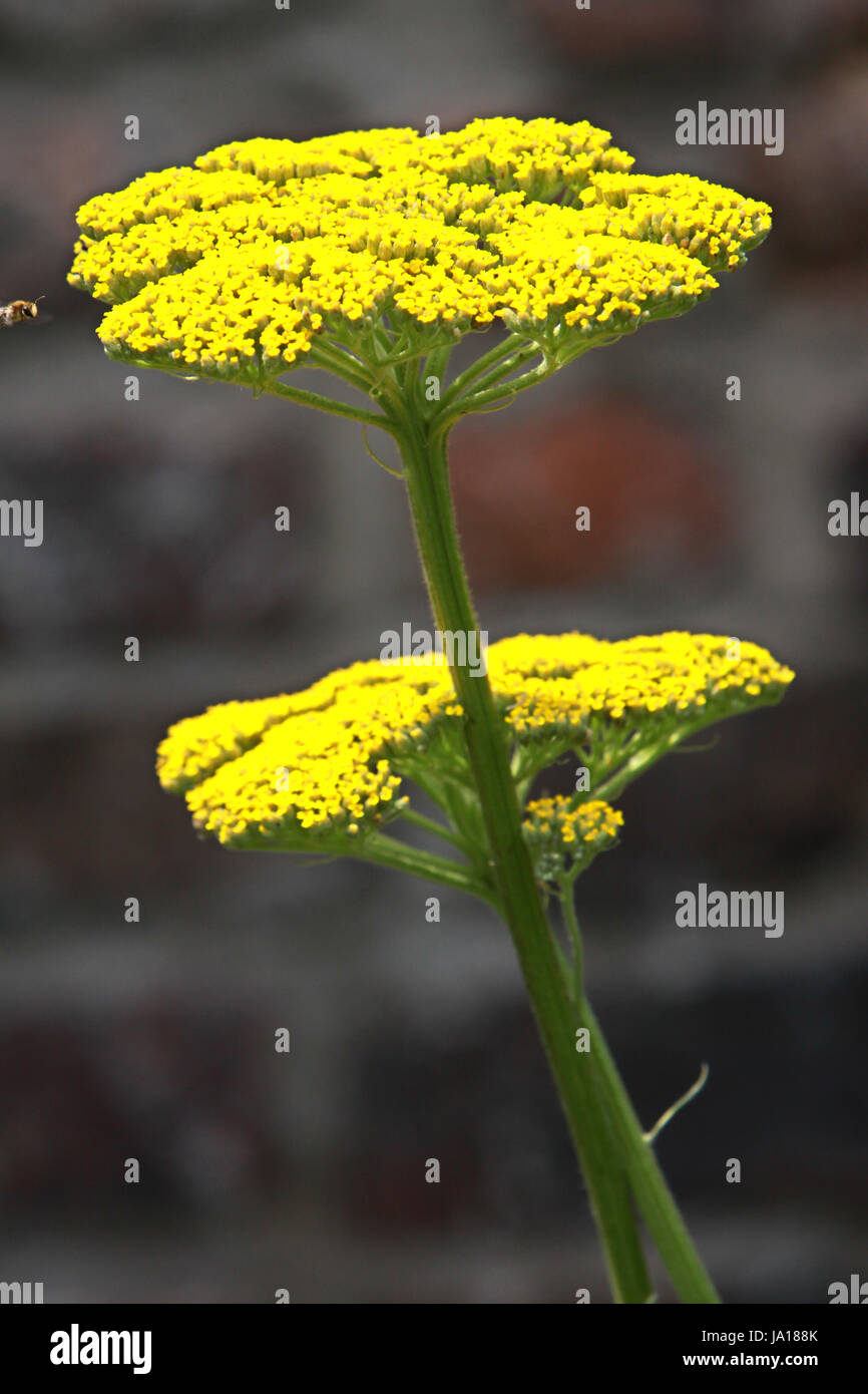 garden, flower, plant, bloom, blossom, flourish, flourishing, high ...