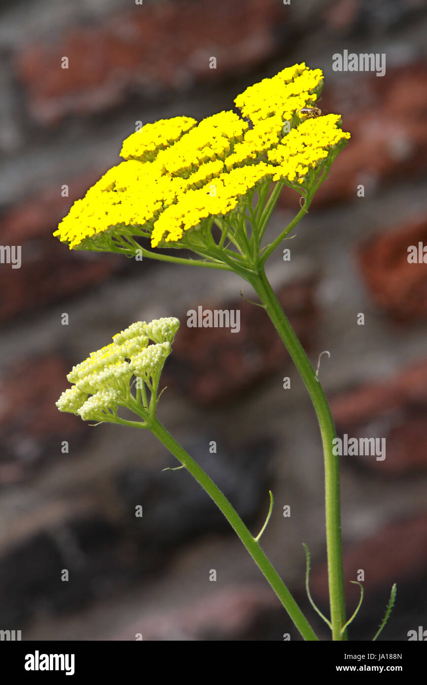 garden, flower, plant, bloom, blossom, flourish, flourishing, high ...