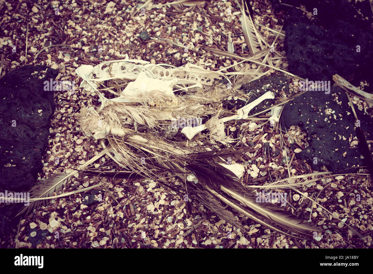 Dead bird decomposedon the ground in the island Stock Photo - Alamy
