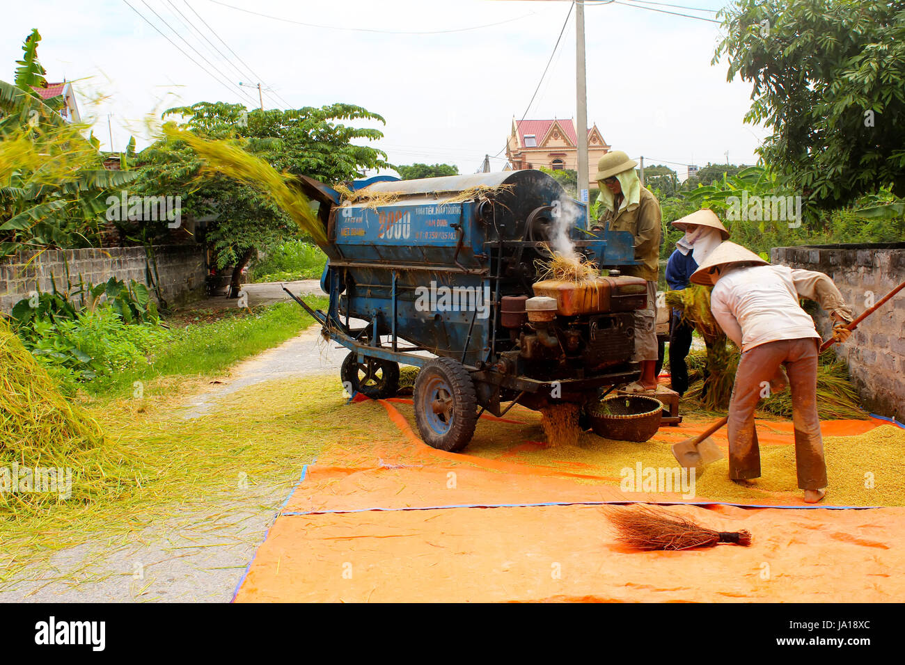Woman threshing rice hi-res stock photography and images - Alamy