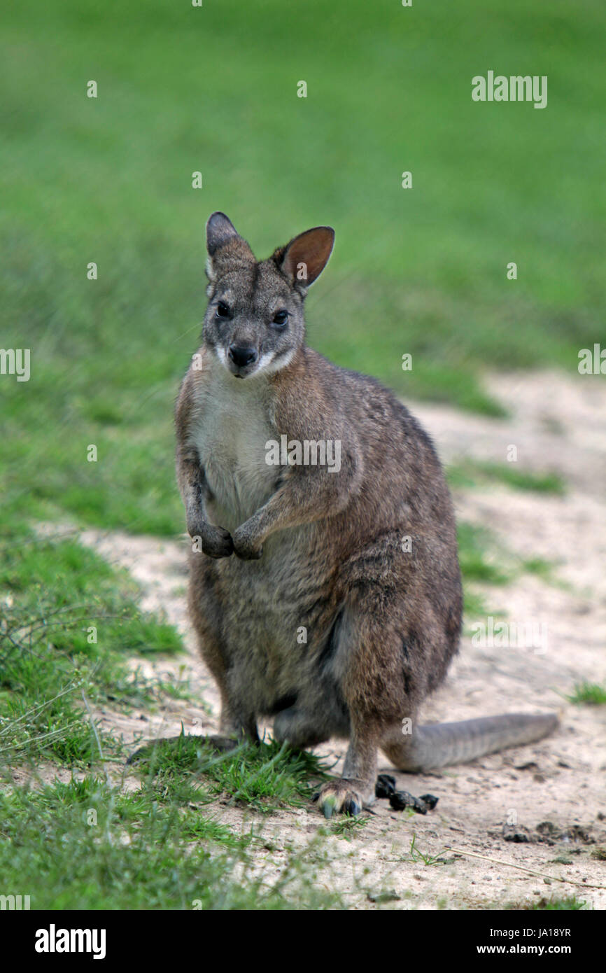Australian parma wallaby macropus parma hi-res stock photography and ...