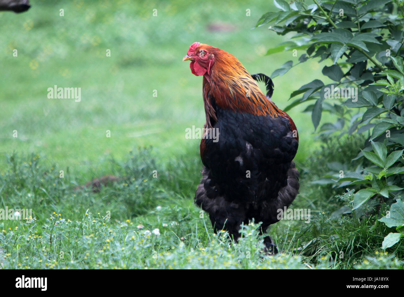 black red rooster Stock Photo - Alamy