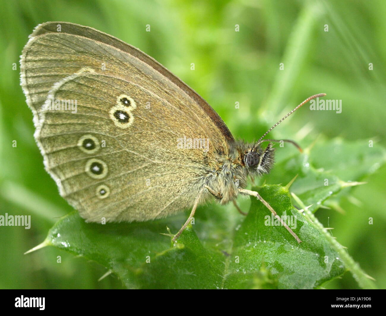 insect, insects, butterfly, chimney-sweeper, insect, insects, butterfly ...