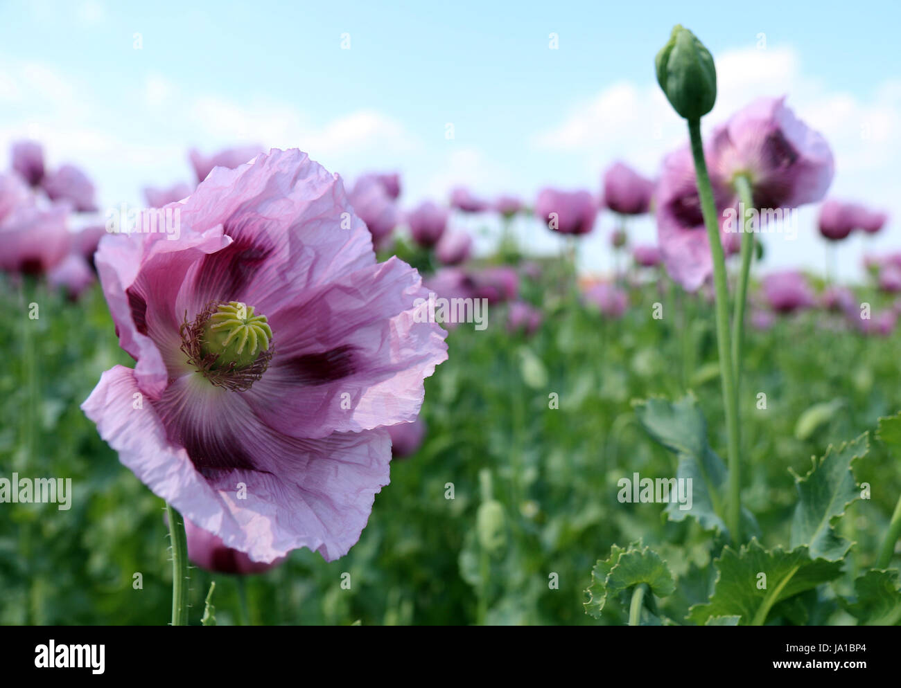 Callenberg, Germany. 2nd June, 2017. Winter poppies blossom on a field ...