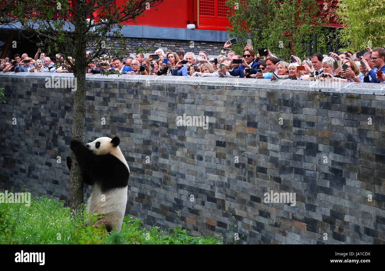 Beijing, Netherlands. 30th May, 2017. Visitors watch giant panda Wu Wen ...