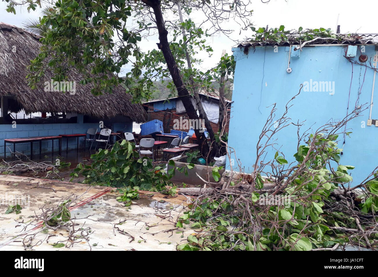 Oaxaca, Mexico. 3rd June, 2017. Tree branches lay on the yard of a ...