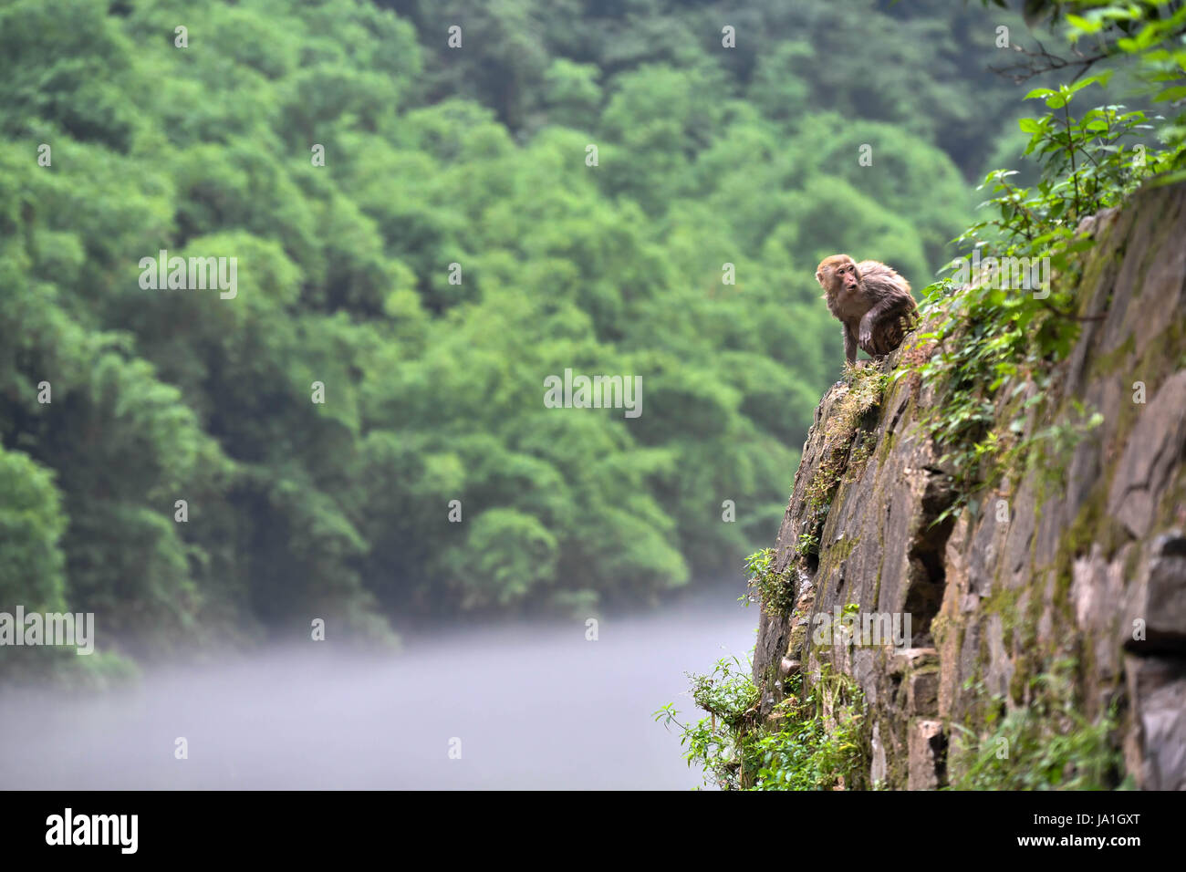 Chongqing, China. 3rd June, 2017. A monkey is seen on the cliff in ...