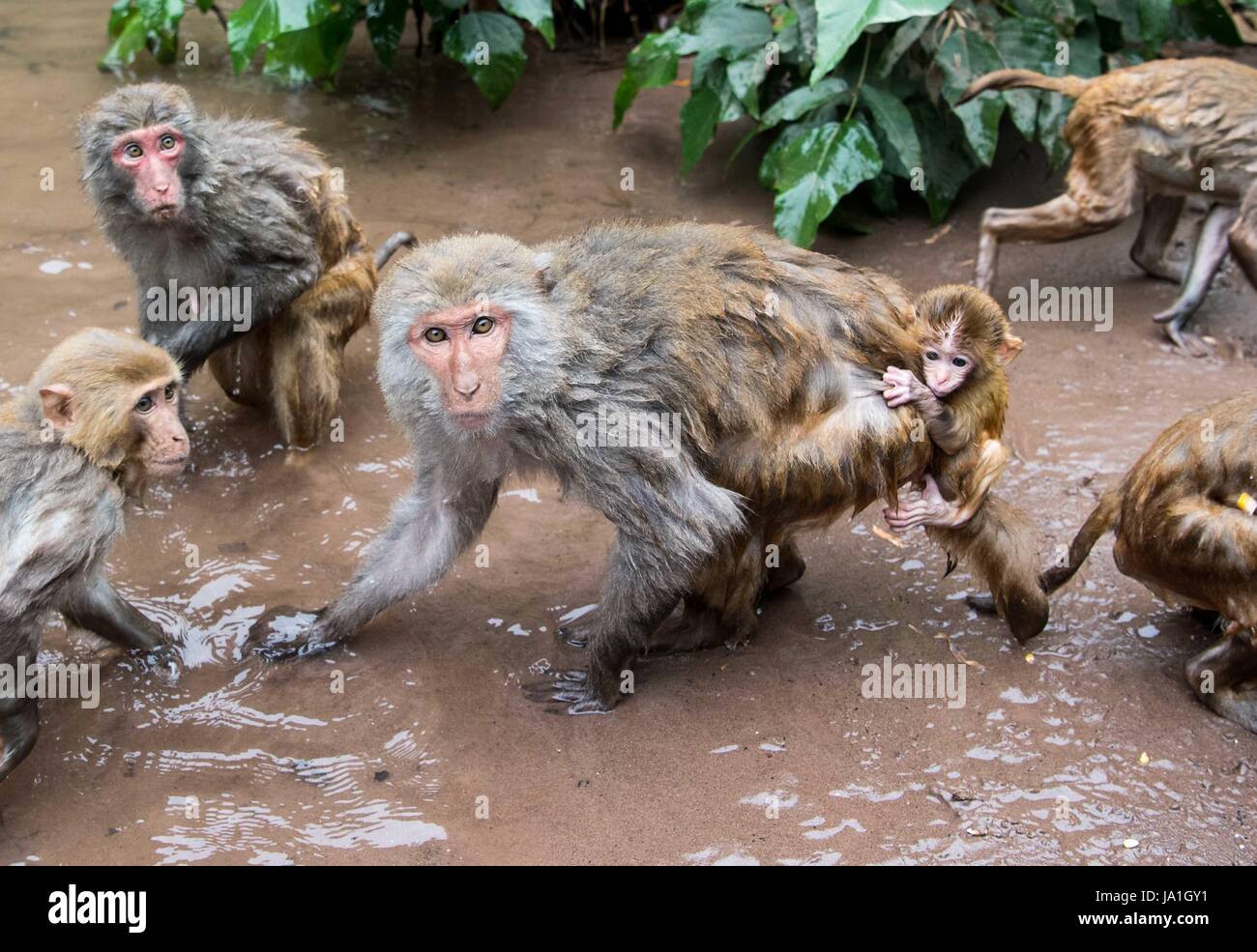 Chongqing, China. 3rd June, 2017. Monkeys play in shallows of the ...
