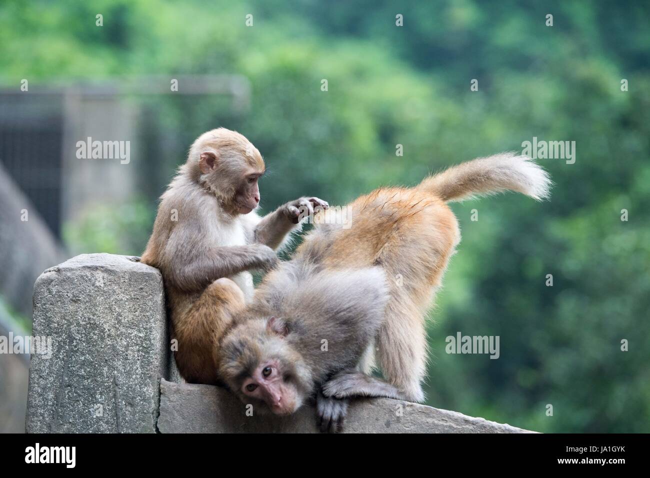 Macaques with tourists hi-res stock photography and images - Alamy