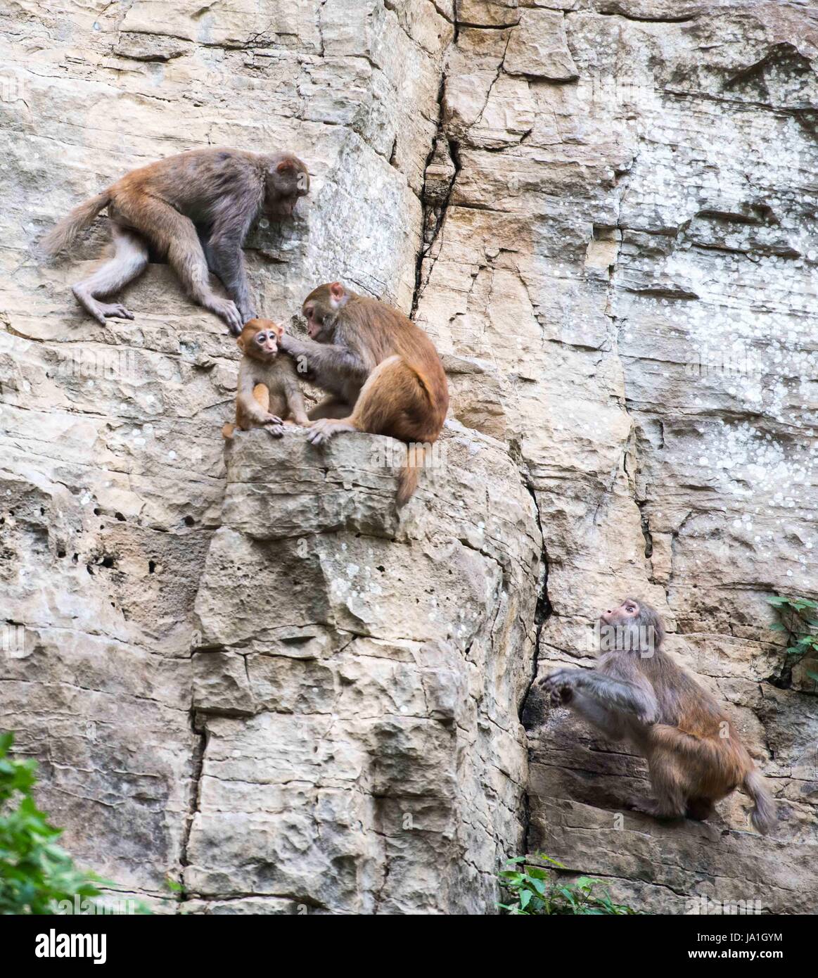 3 macaque monkeys hi-res stock photography and images - Alamy
