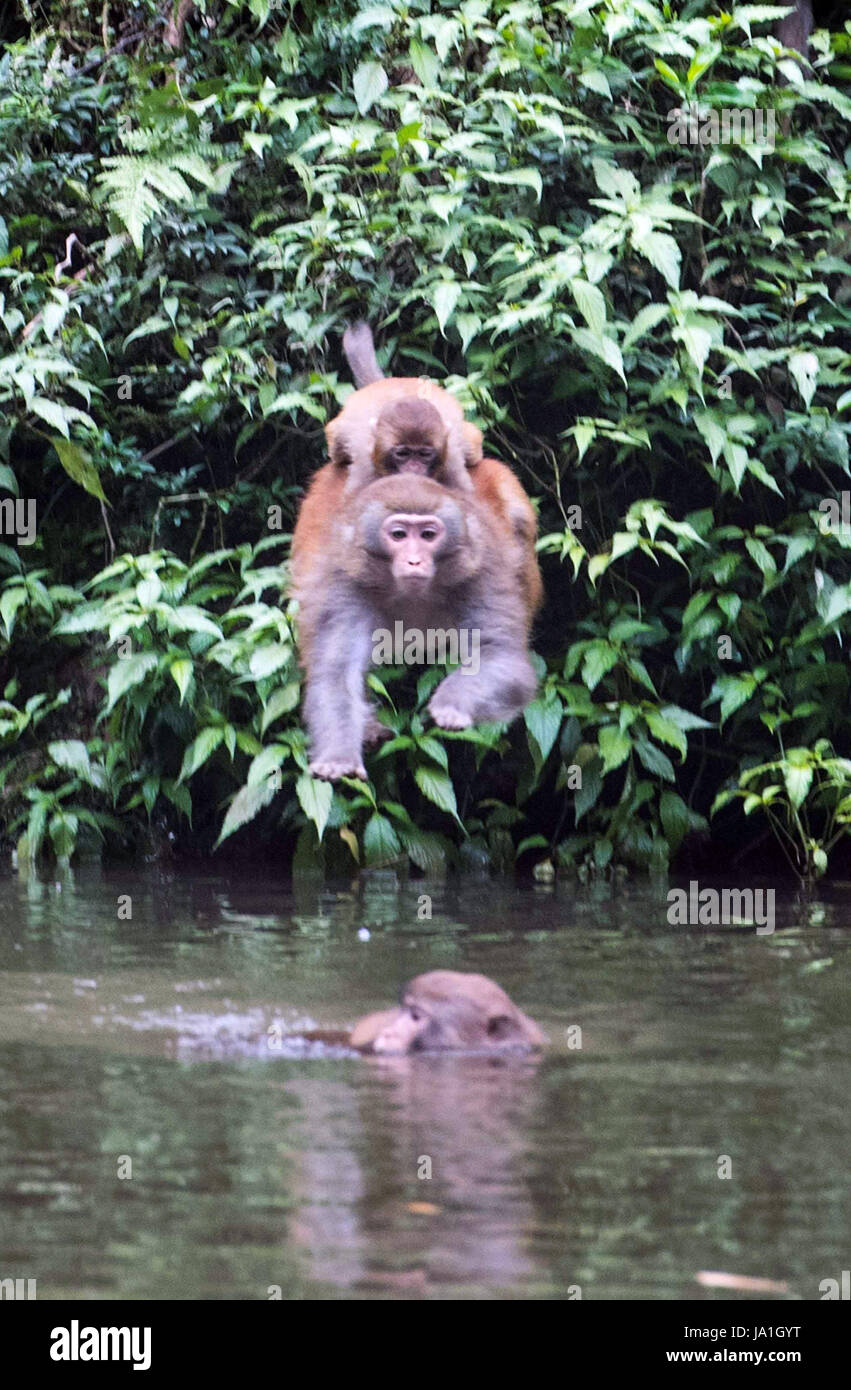 Chongqing, China. 3rd June, 2017. Monkeys jump into the Wentang River ...
