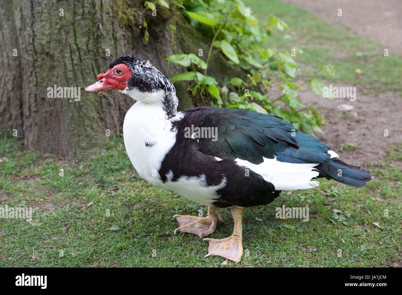 Grey muscovy duck hi-res stock photography and images - Alamy