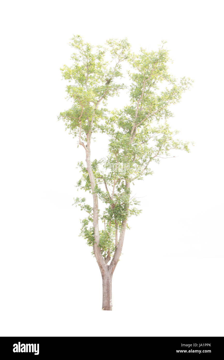 Tree on a white background Stock Photo - Alamy