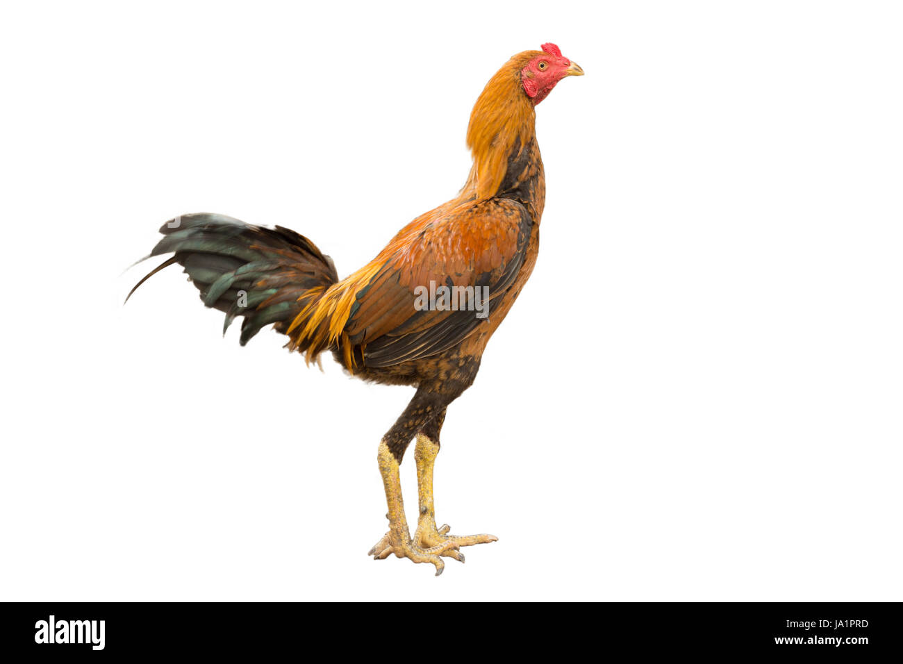 Gamecocks isolated on white background Stock Photo - Alamy