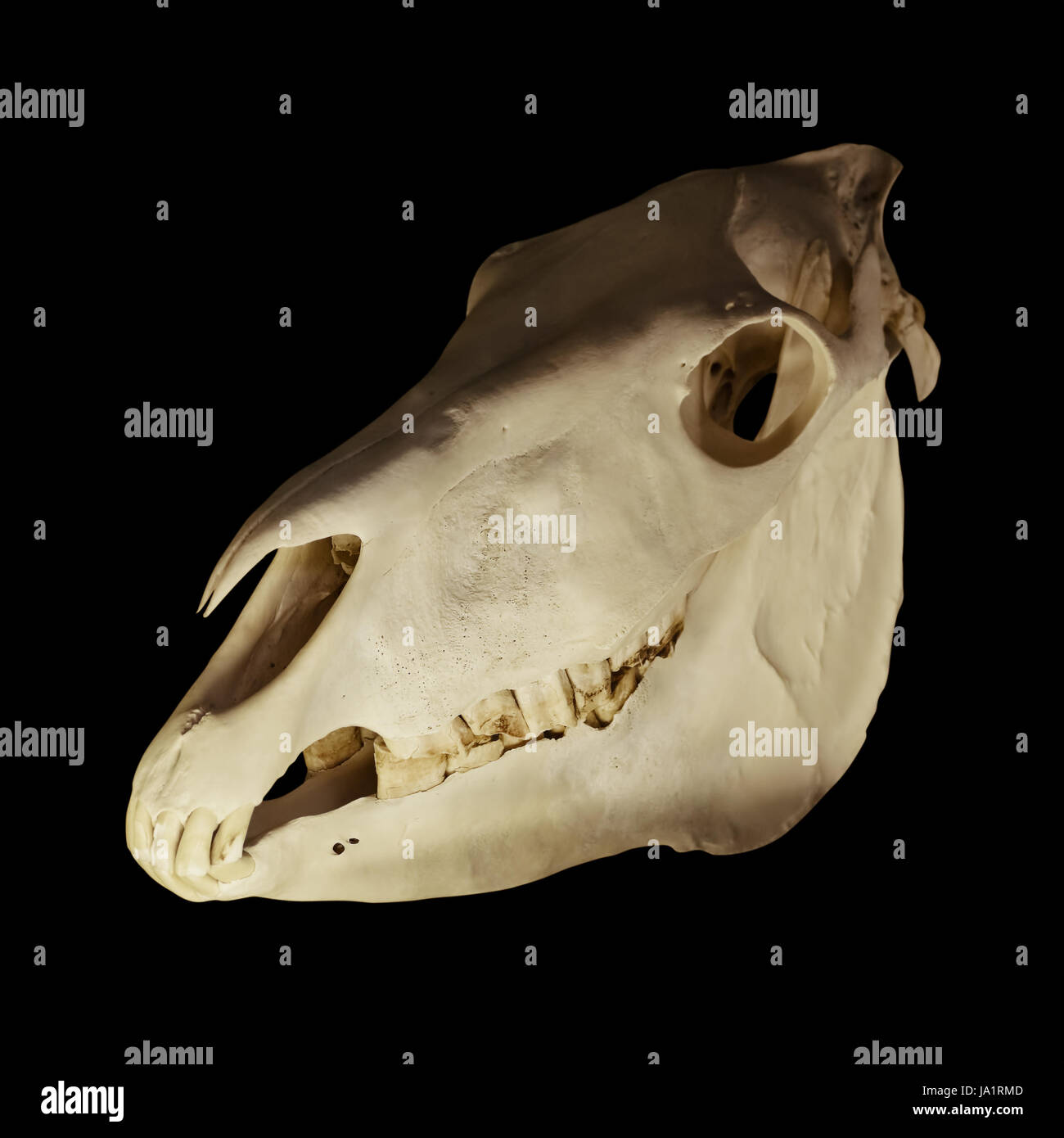 Zebra skeleton hi-res stock photography and images - Alamy