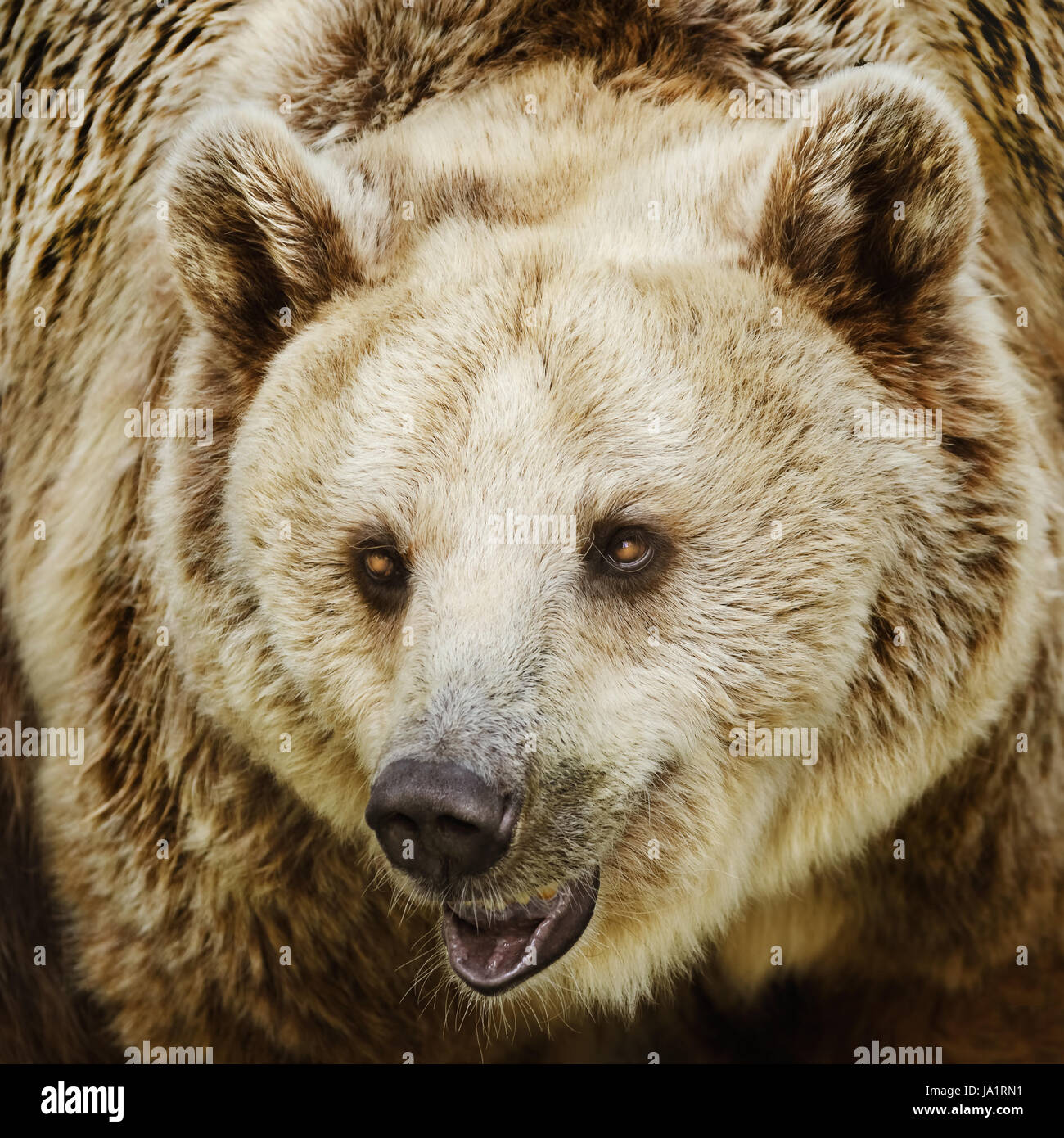 closeup, animal, mammal, bear, fauna, wild, portrait, eyes, zoo ...