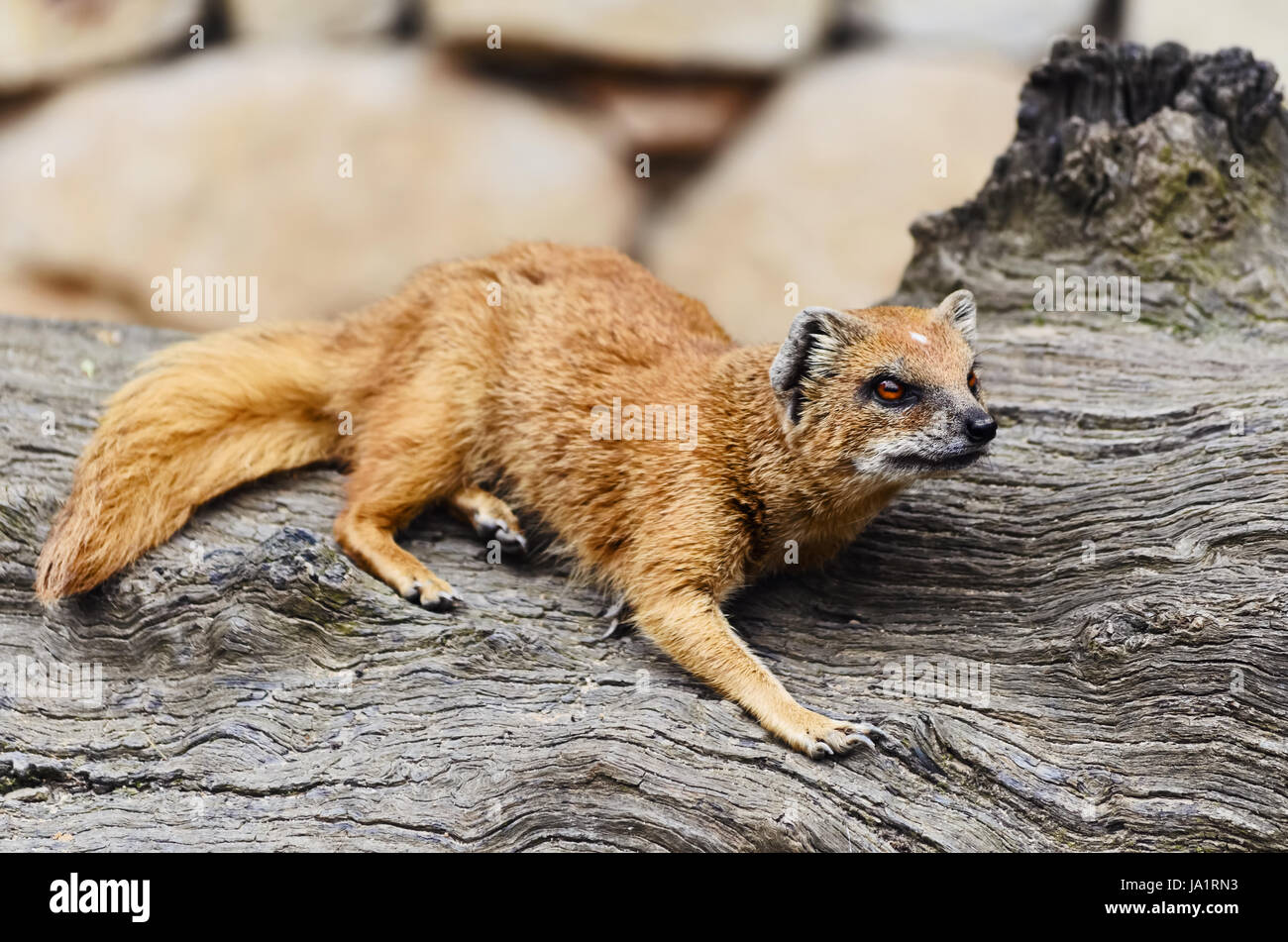 tree, animal, mammal, wood, fauna, wild, animals, zoo, wildlife ...
