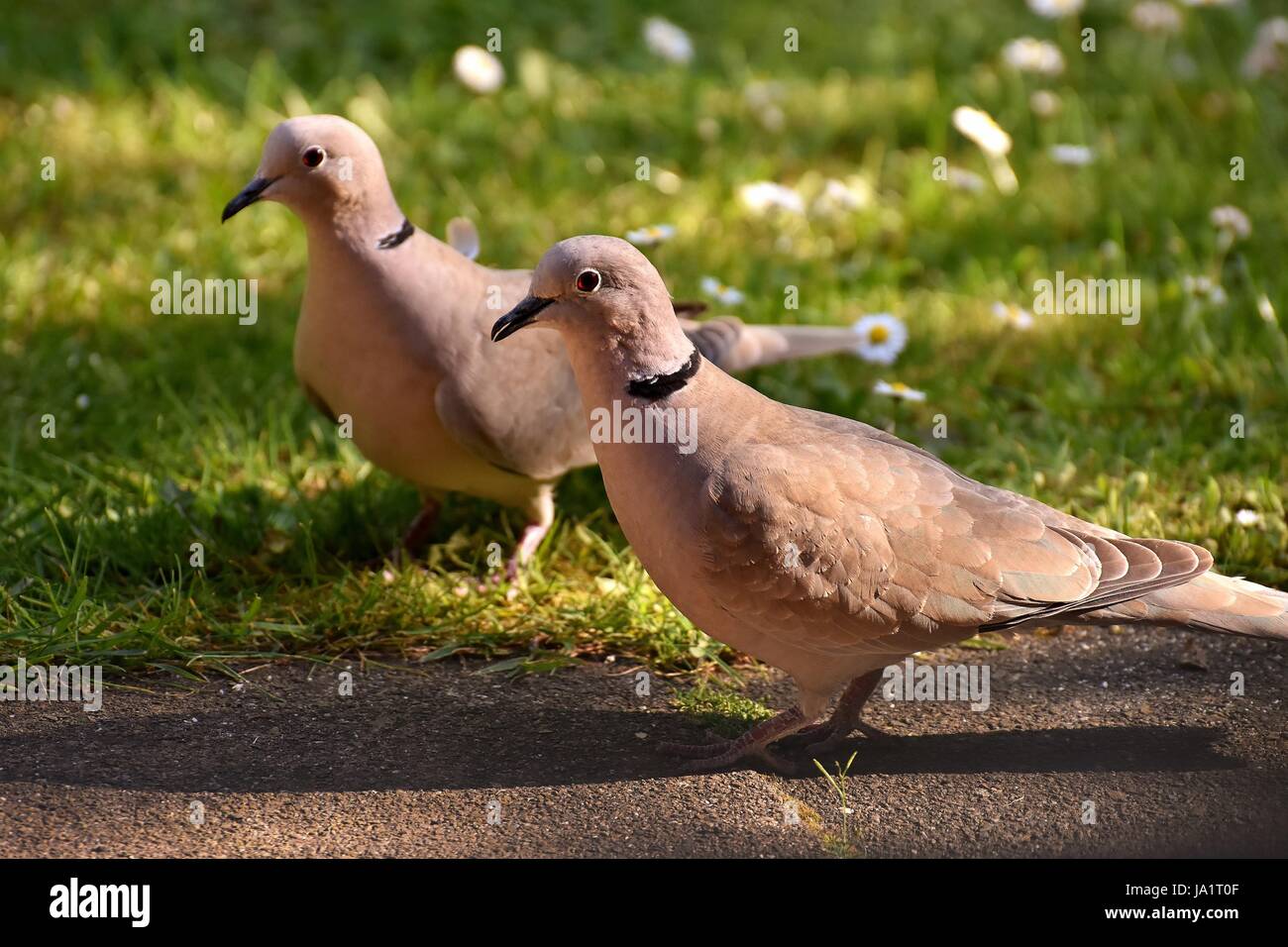 Two Collared Doves High Resolution Stock Photography and Images - Alamy