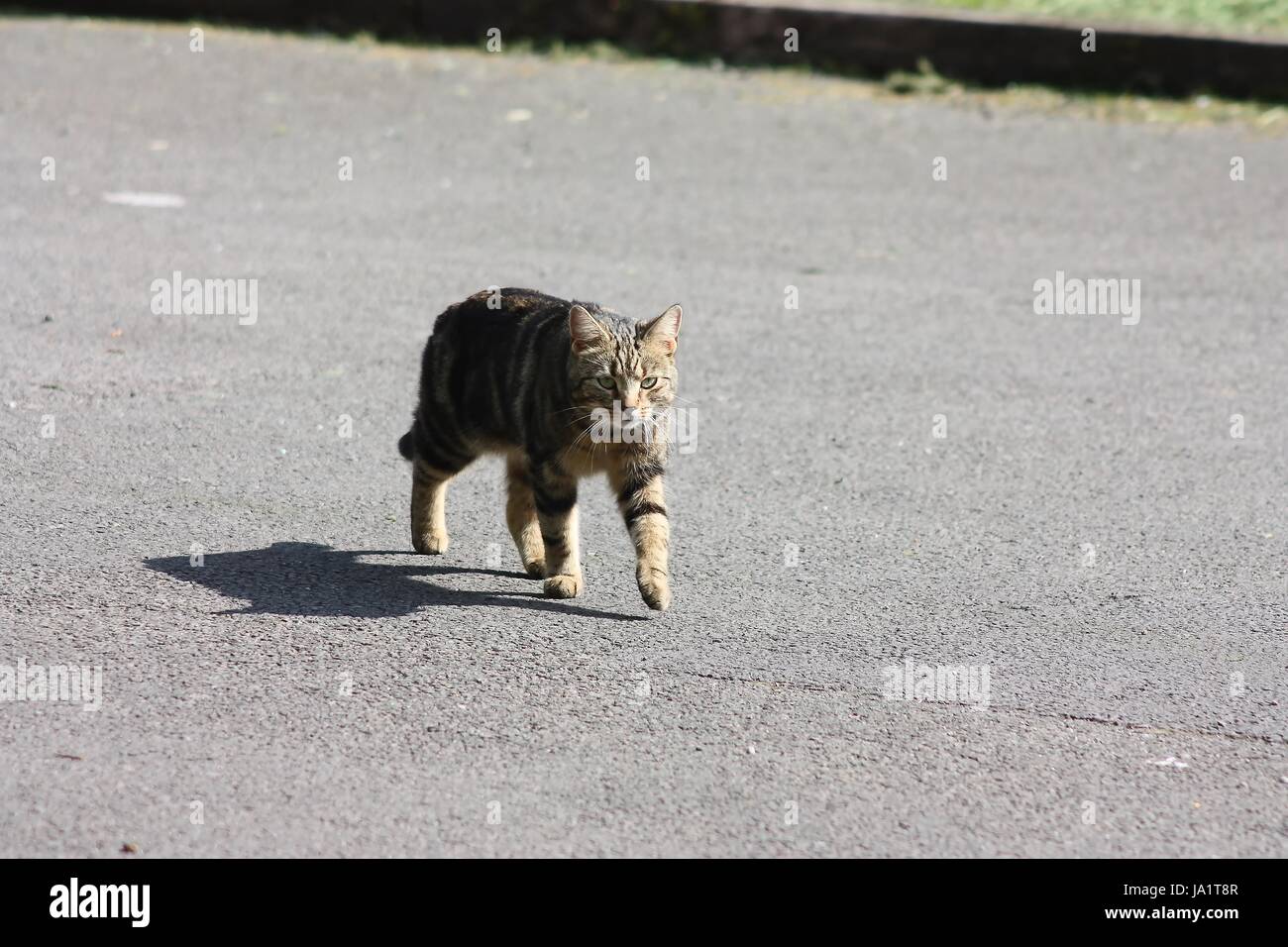 Female brown black tabby cat hi-res stock photography and images - Alamy