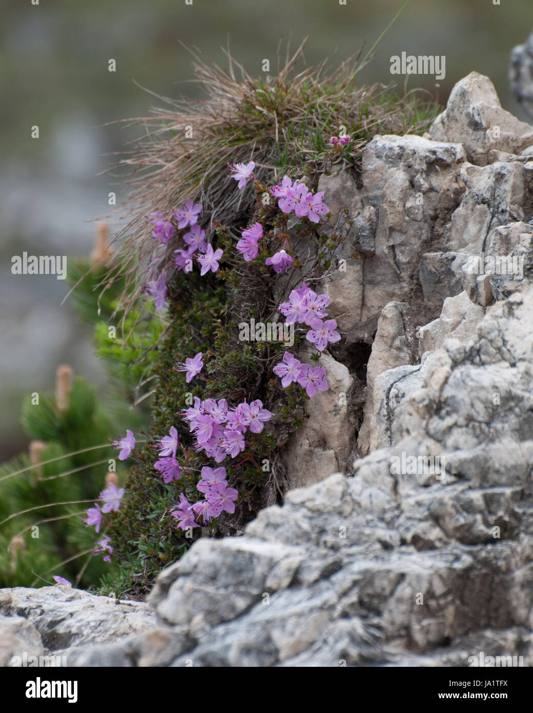 flower, flowers, plant, roses, alpine rose, dolomites, south tyrol ...