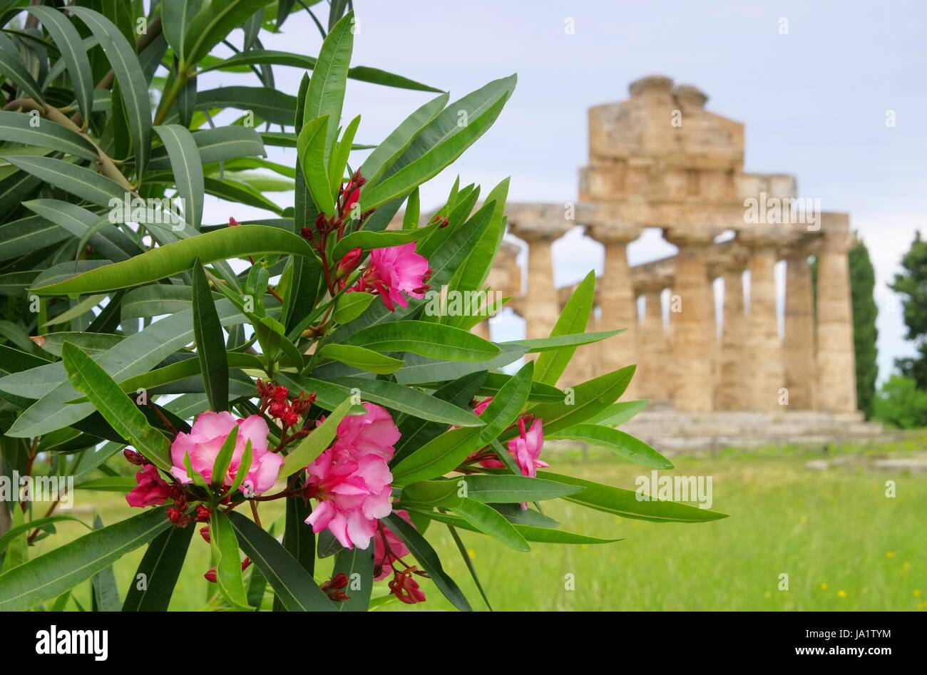 temple, antique, pillar, naples, italy, blue, temple, flower, plant ...