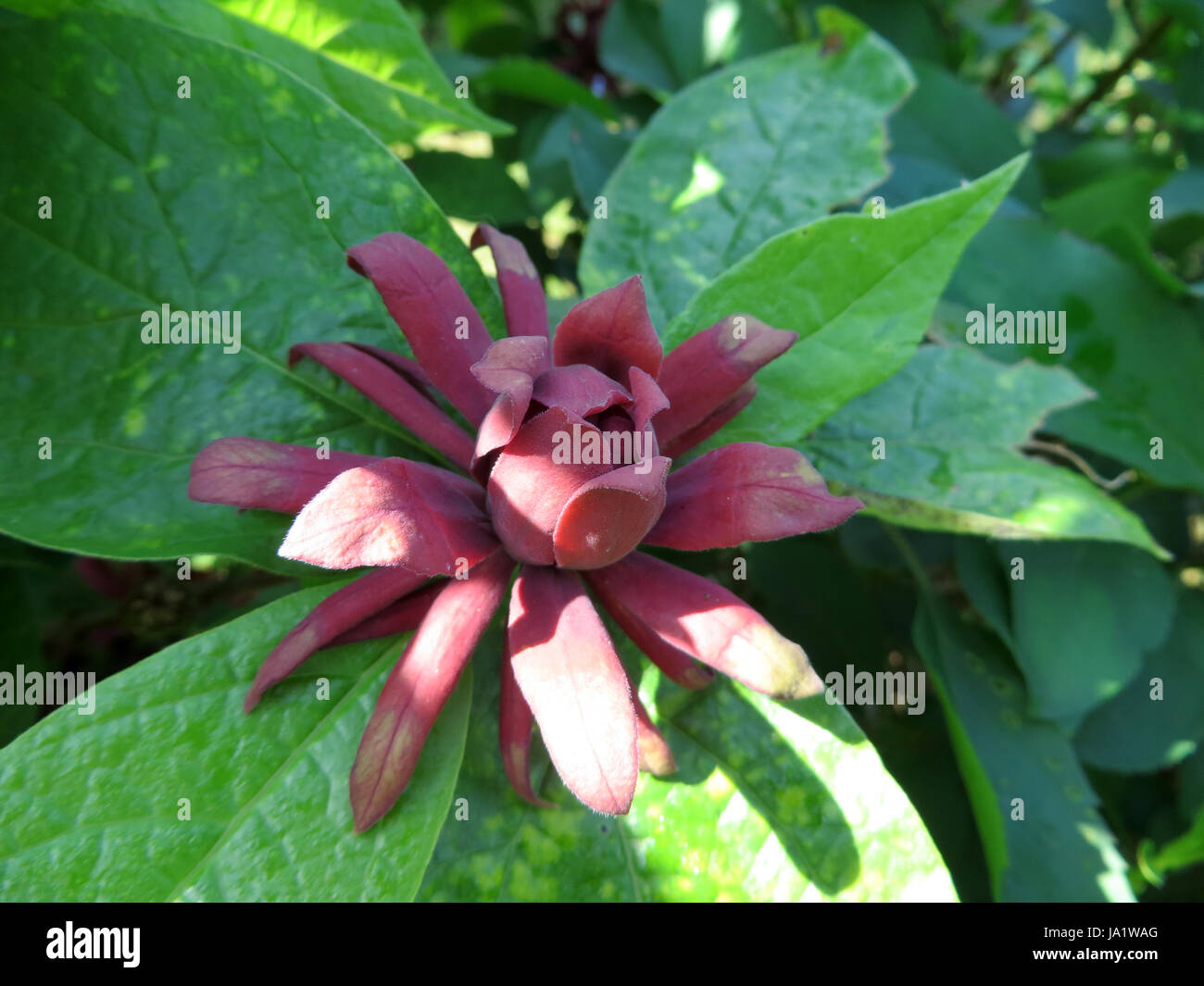 spice, fruit, shrub, allspice, plant, spice, tree, brown, brownish ...
