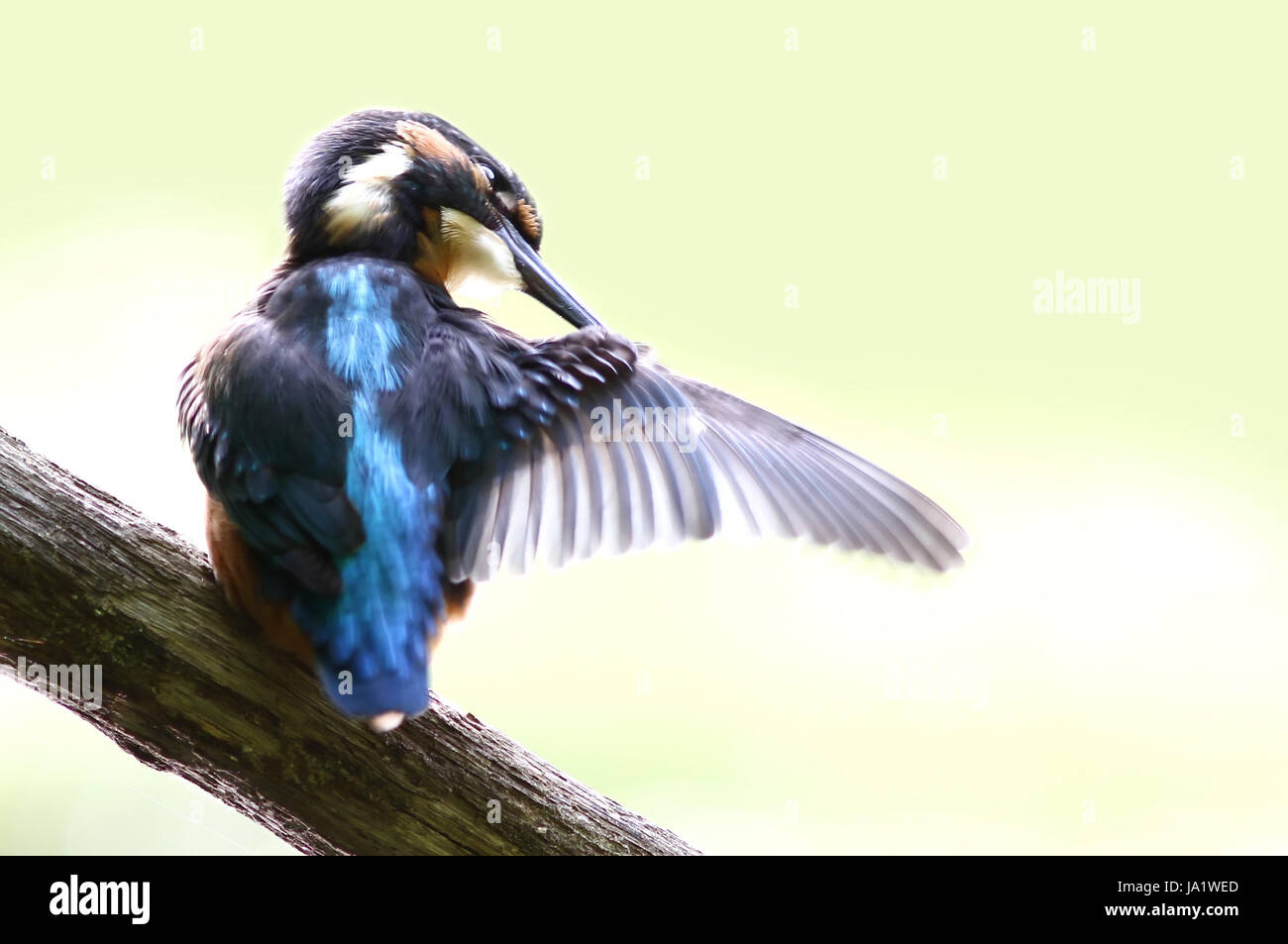 environment, enviroment, animal, bird, animals, birds, nature, blue ...