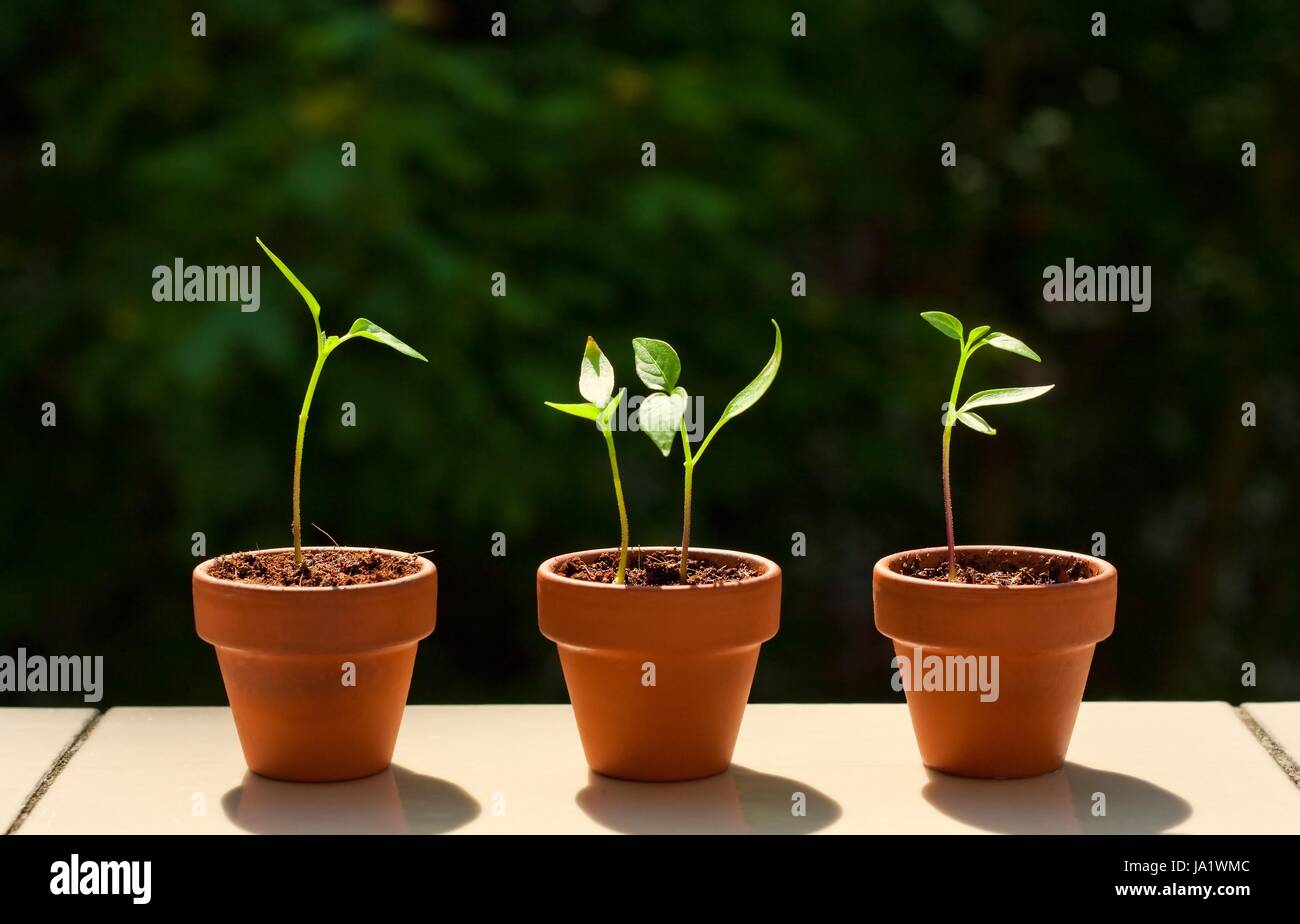 small chili plants Stock Photo - Alamy